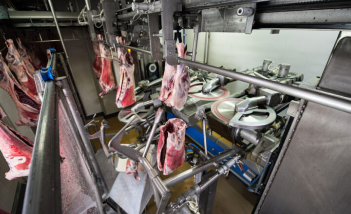 Scott | Lamb Processing Solutions