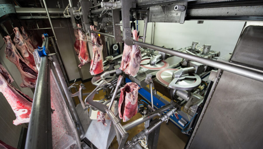 Scott | Lamb Processing Solutions