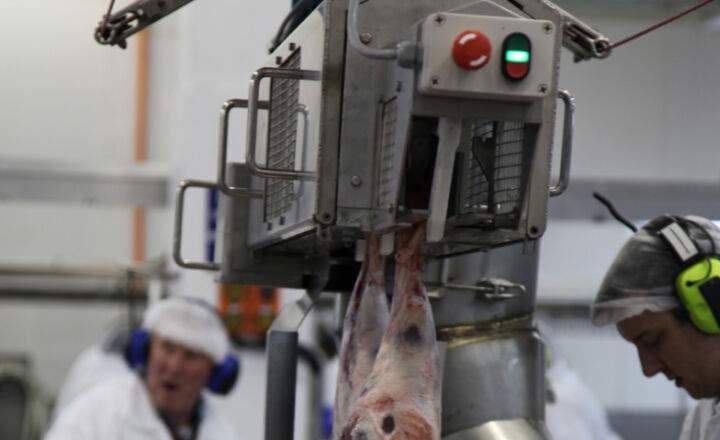 Scott | Lamb Processing Solutions