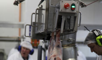 Scott | Lamb Processing Solutions