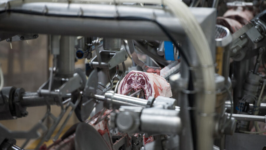 Scott | Lamb Processing Solutions