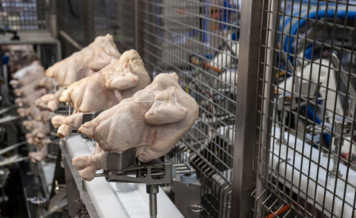 Scott | Poultry Trussing