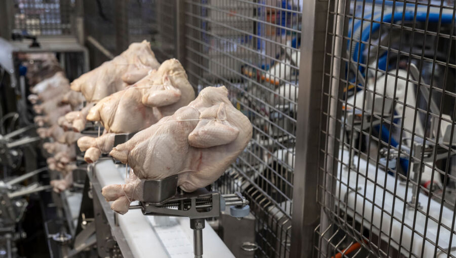 Scott Automation | Poultry Trussing