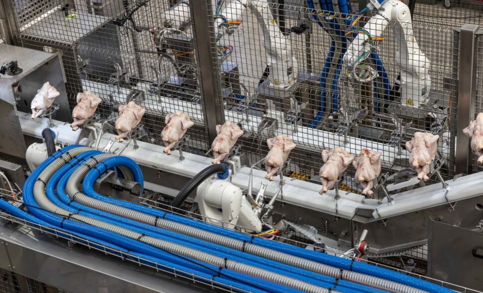 Scott | Poultry Trussing